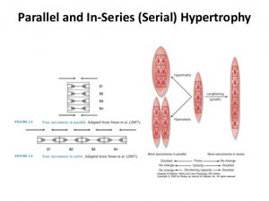 Theory and Practical Application of Functional Hypertrophy | FitPro Blog